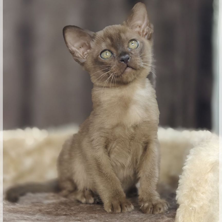 Европейский бурманский котёнок