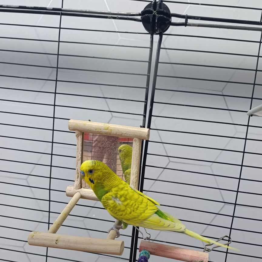 Клетка для попугая большая бу