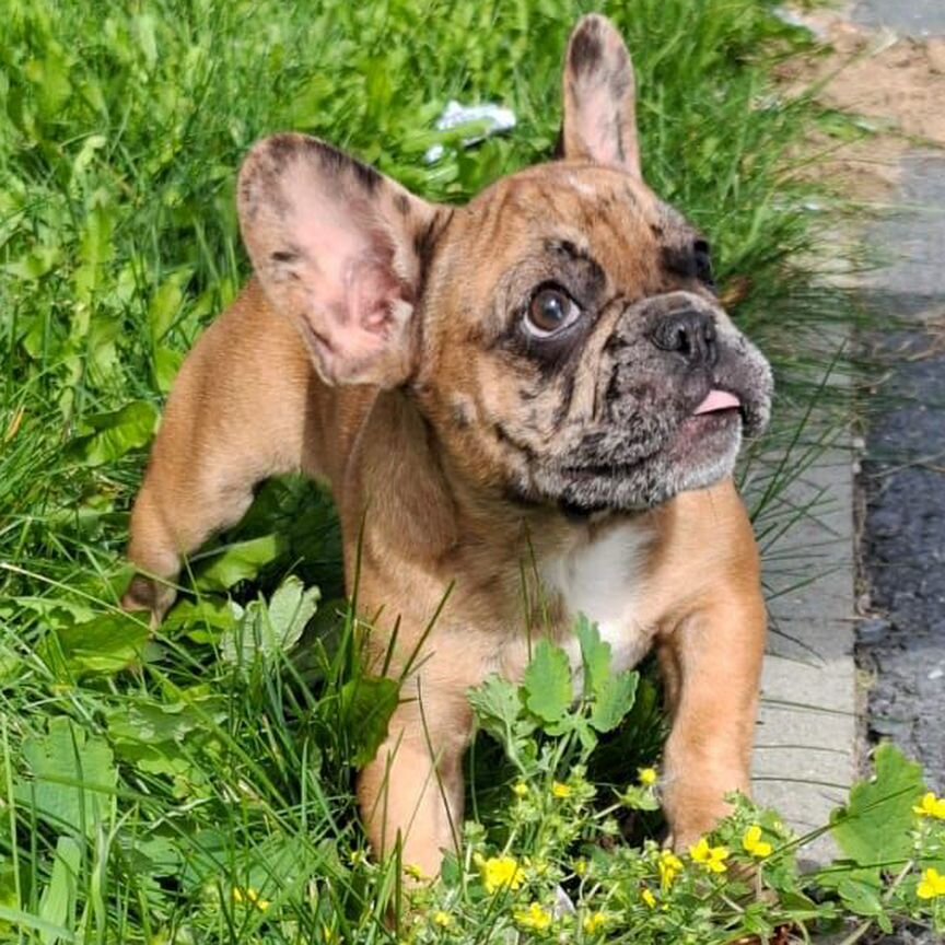 Французский бульдог щенки