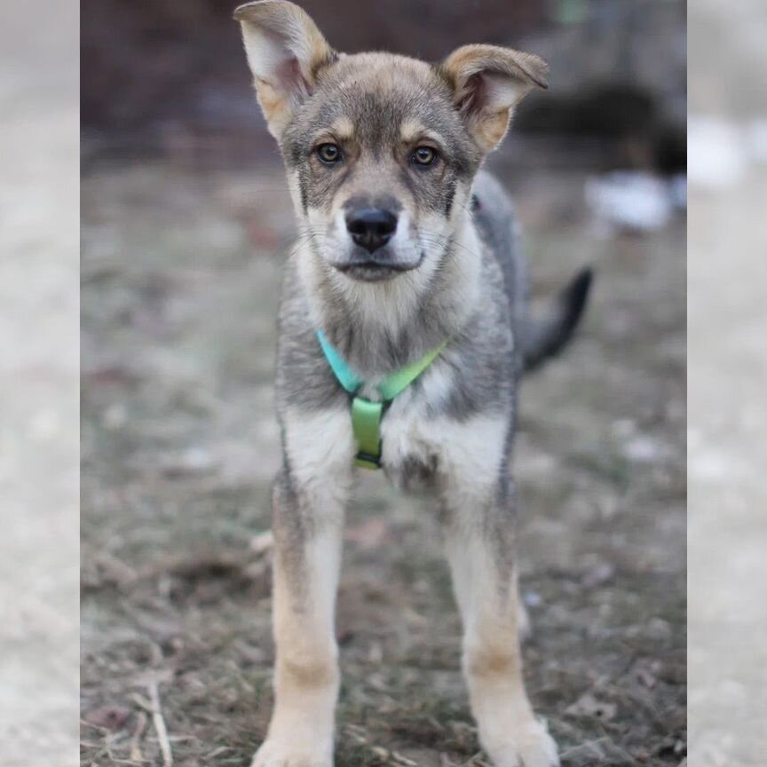 Щенок Вольф в добрые и заботливые руки бесплатно