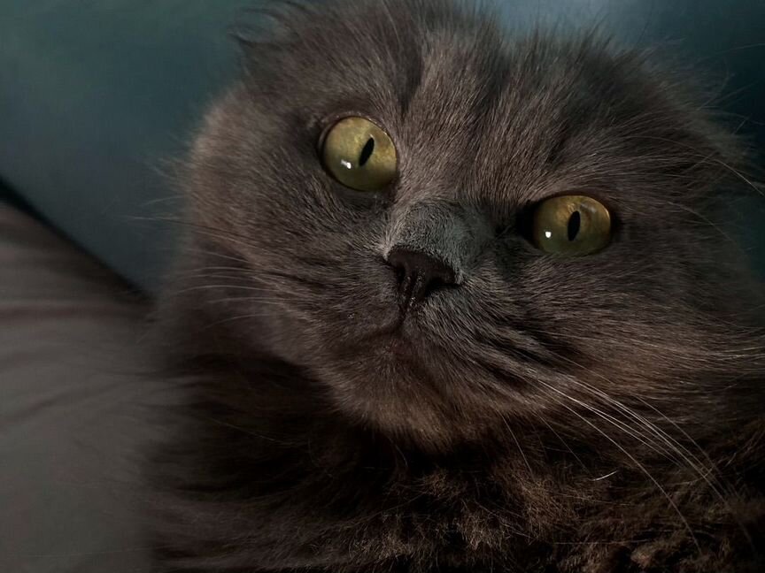 Шотландская вислоухая