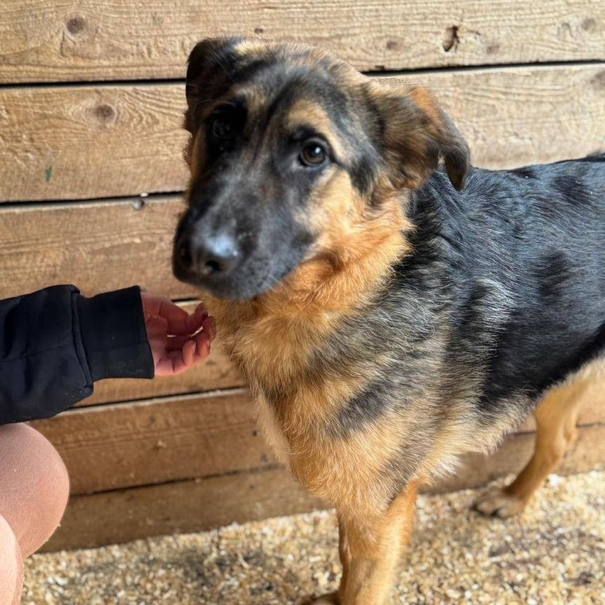 Собака в добрые руки