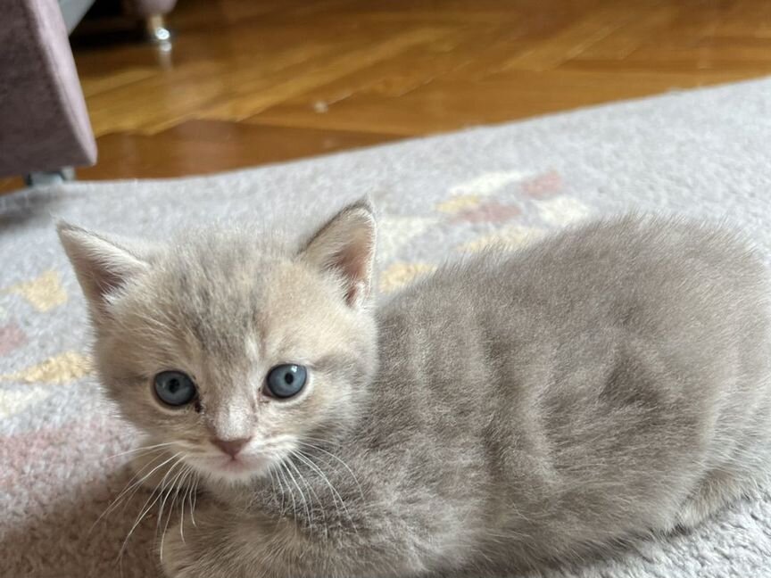 Кошка Королевская шиншилла