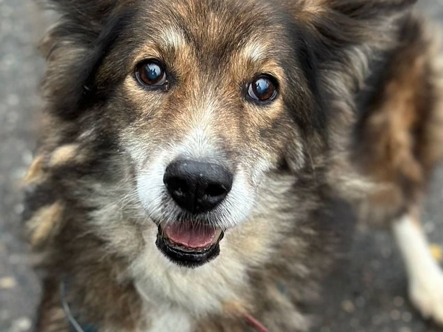 Старичок не хочет жить в приюте