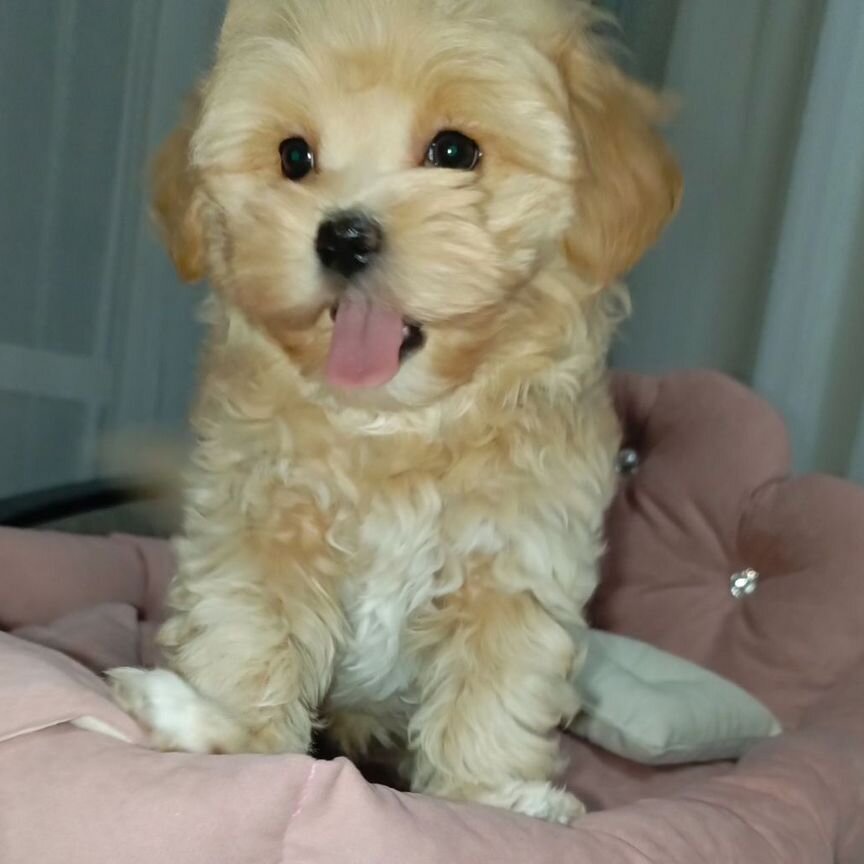 Мальтипу, щенок