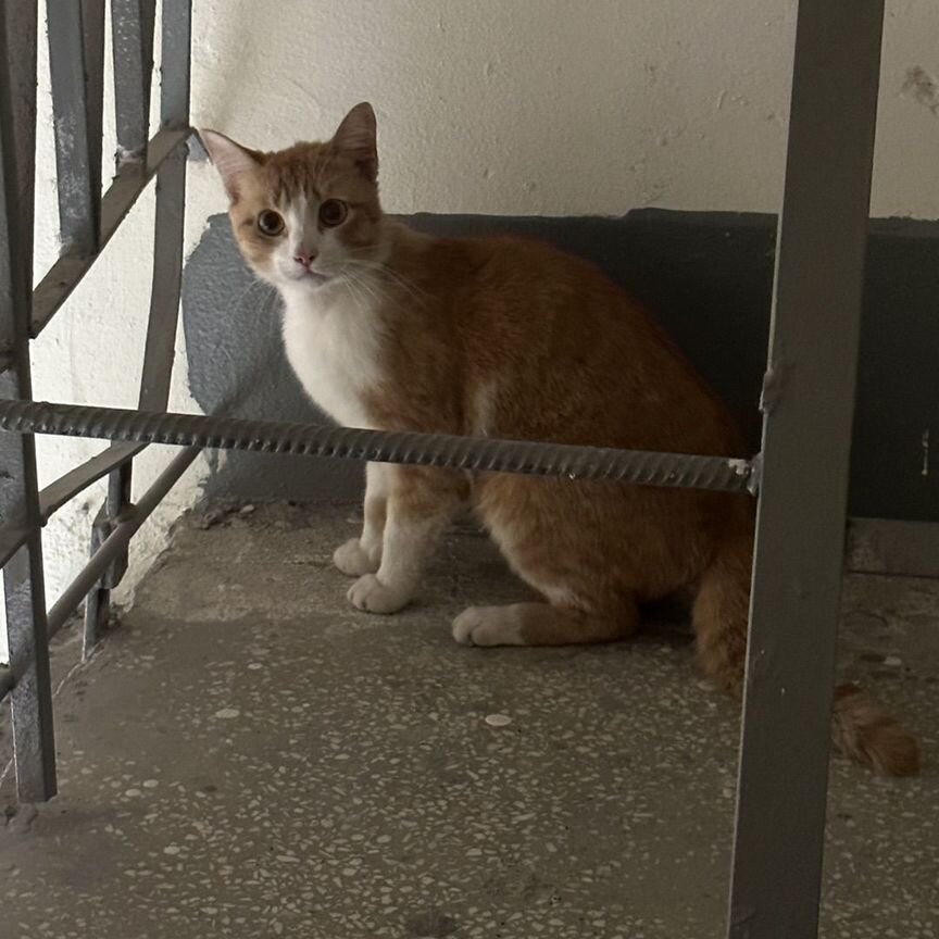 Кот в подъезде