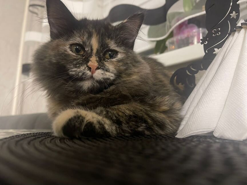 Котенок девочка