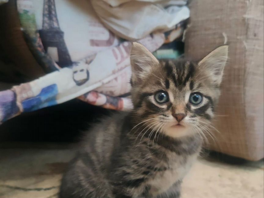 Отдадим котика в хорошие руки