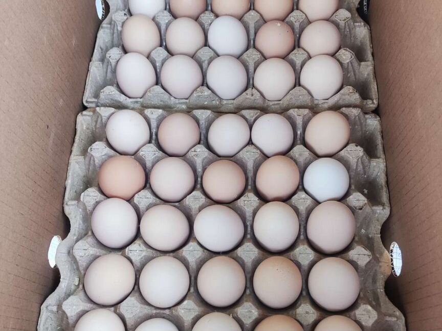 Инкубационное яйцо