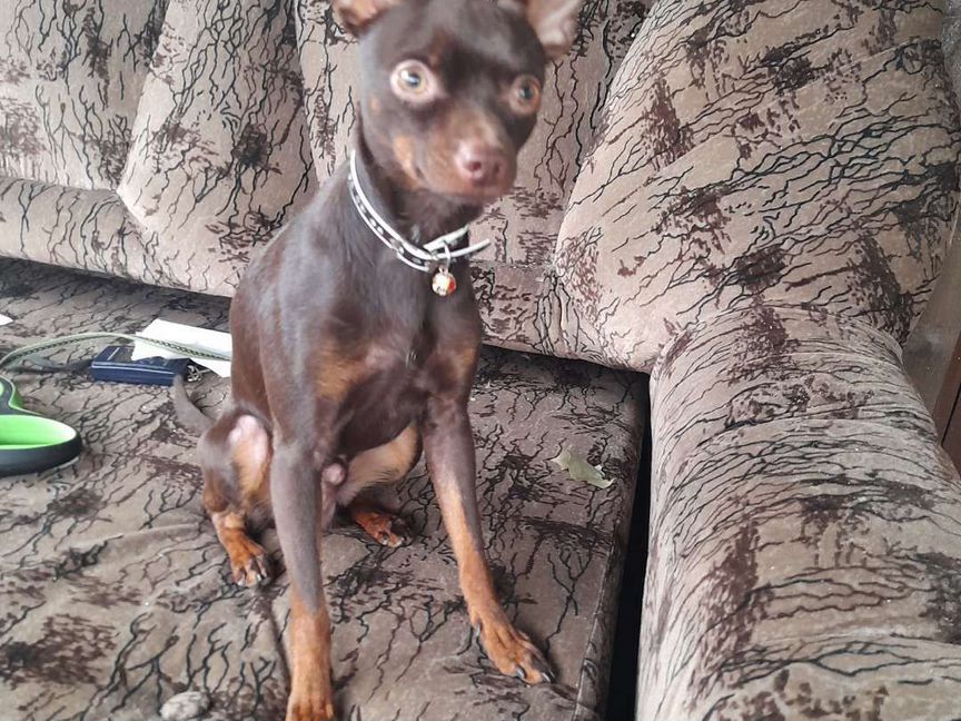 Вязка,Русский той-терьер стандарт, гладкошерстный