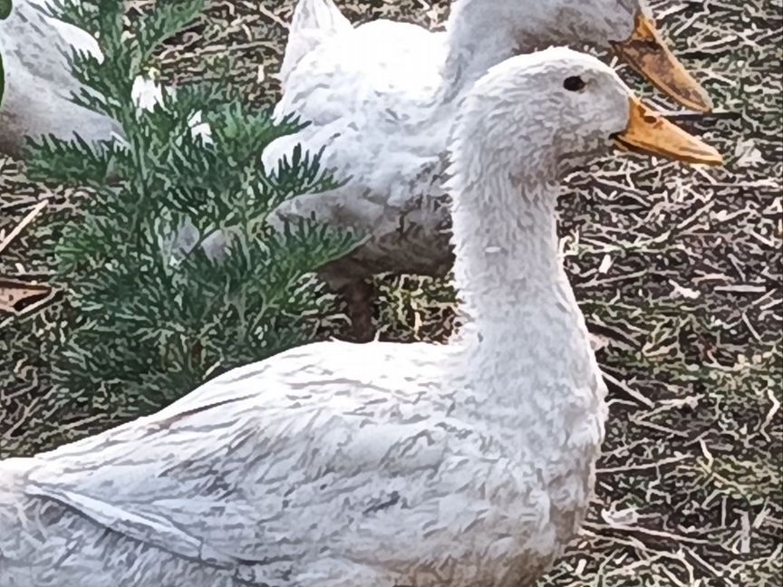 Утки домашние