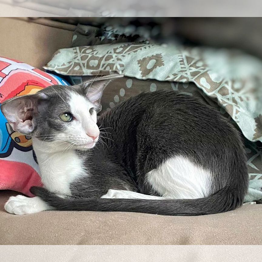 Ориентальный котёнок