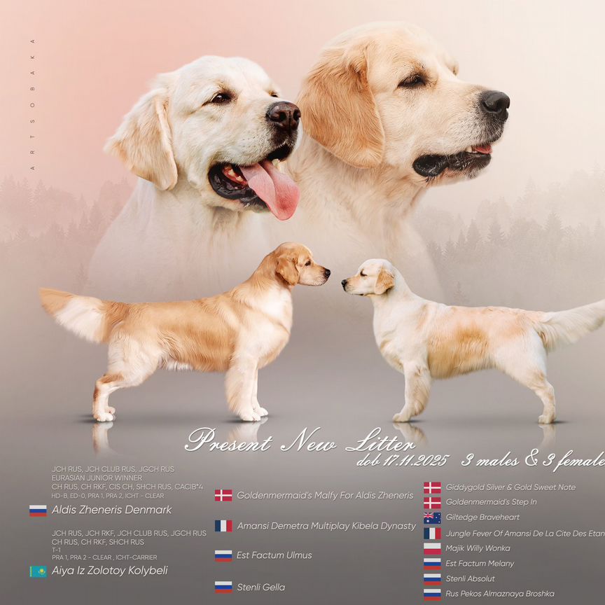 Золотистый ретривер, щенок