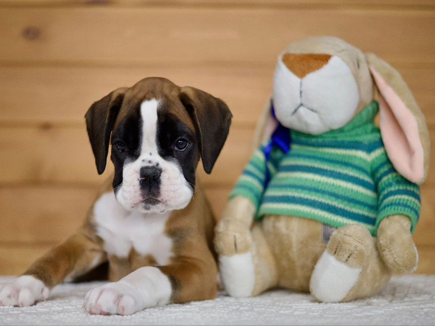 Боксер-это навсегда