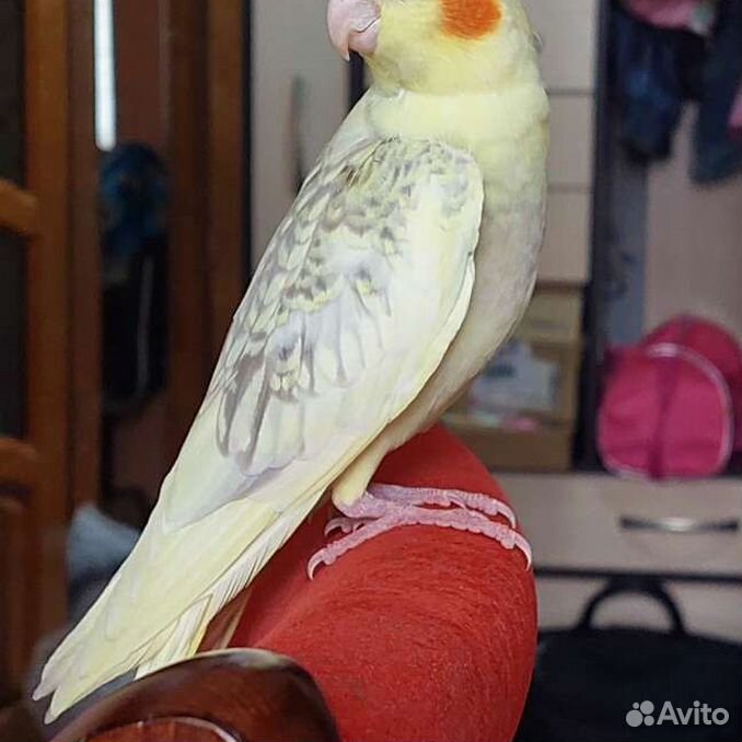 Потерялся попугай Корелла