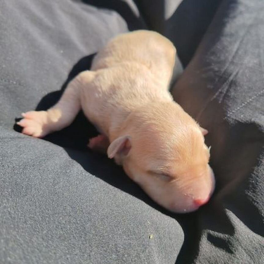 Щенки американского стаффорда