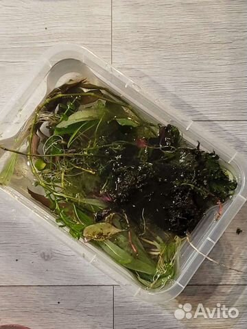 Прополка аквариума за шоколадку