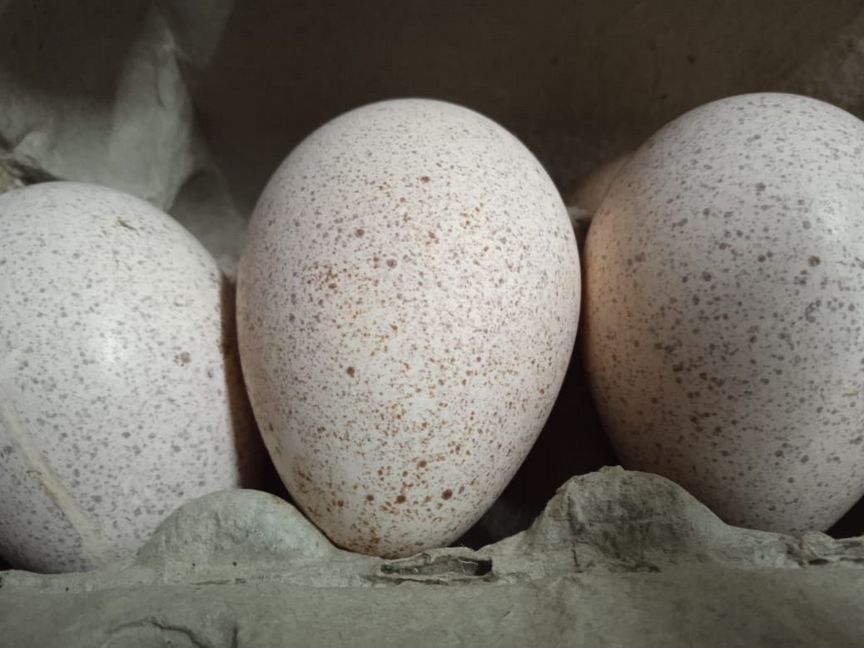 Инкубационное яйцо индейки