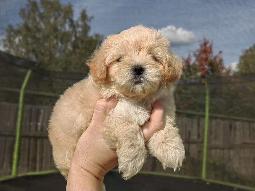 Мальтипу f1 с документами