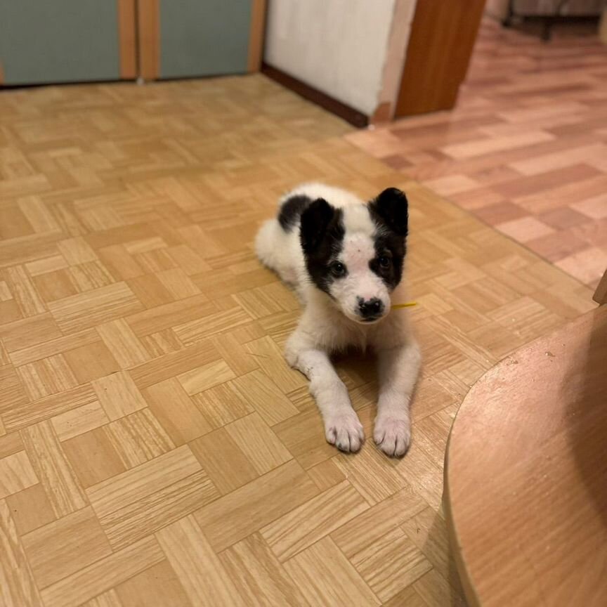 Снежок ищет дом