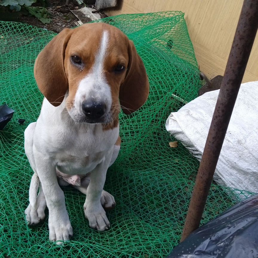 Отдам в добрые руки щенка бигля