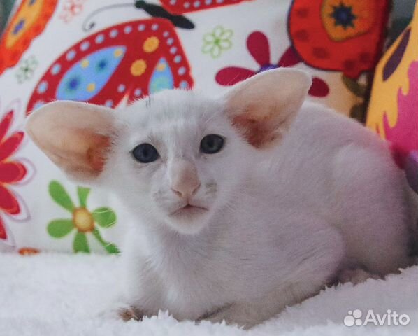 Ориентальный котенок