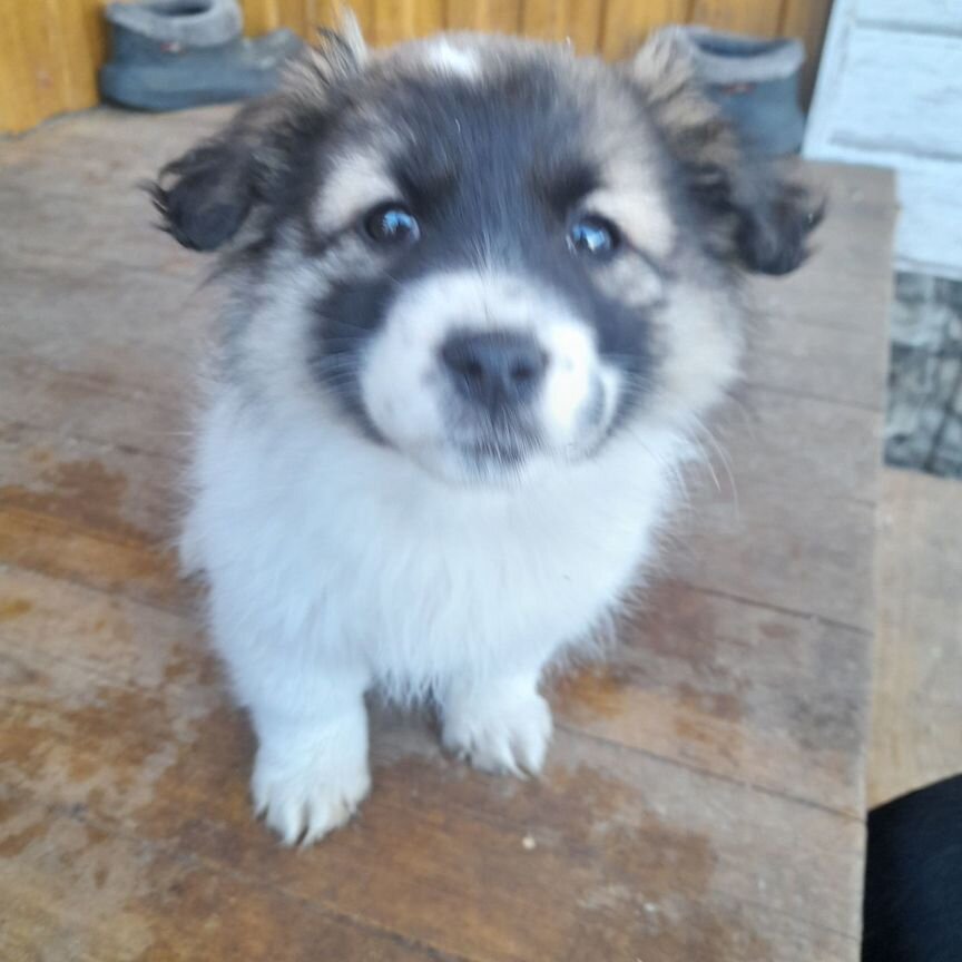 Щенята купите пожалуйста Отдам бесплатно