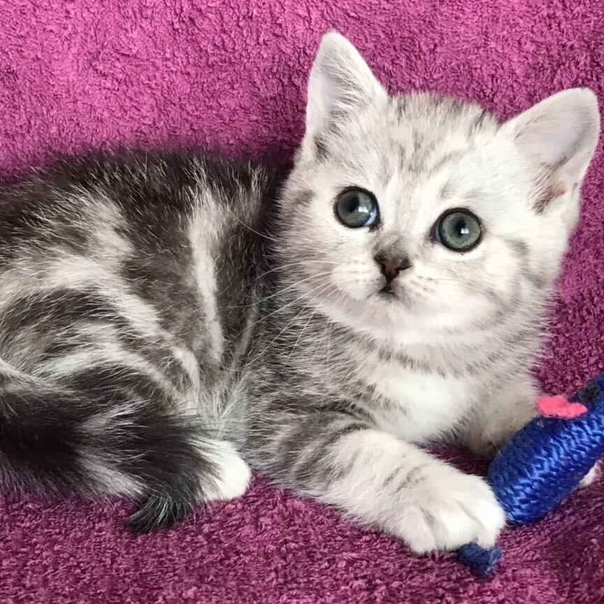 Котик прямоухий