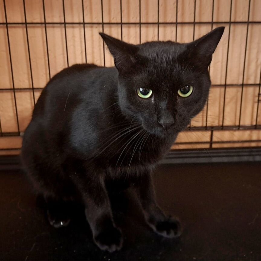 Кот кастрат около 1,5 лет