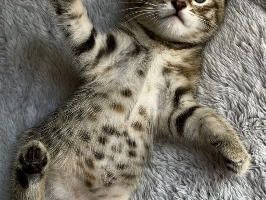 Британские котята