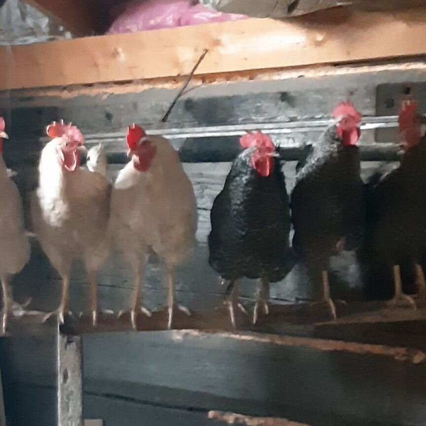 Петухи домашние порода Доминант