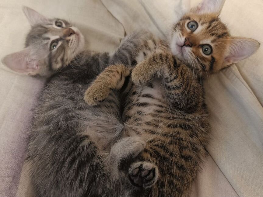 Котята мальчики в дар