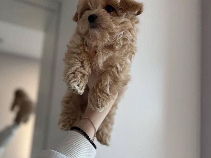 Мальтипу мини мишки