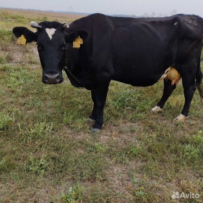 Продам корову