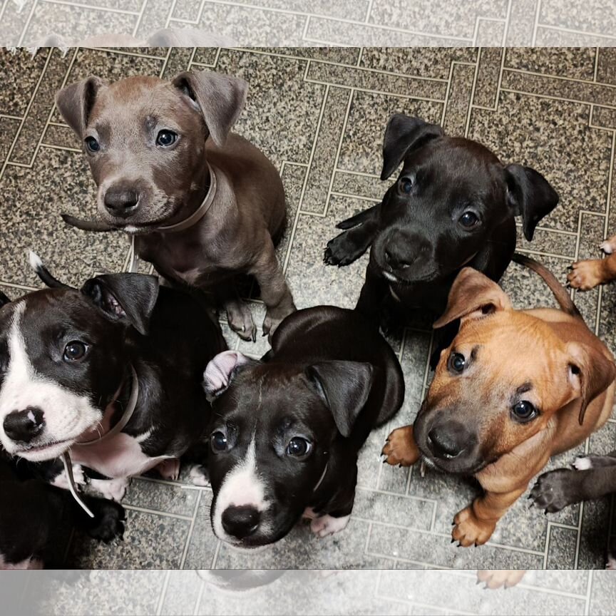 Американский питбультерьер, щенок