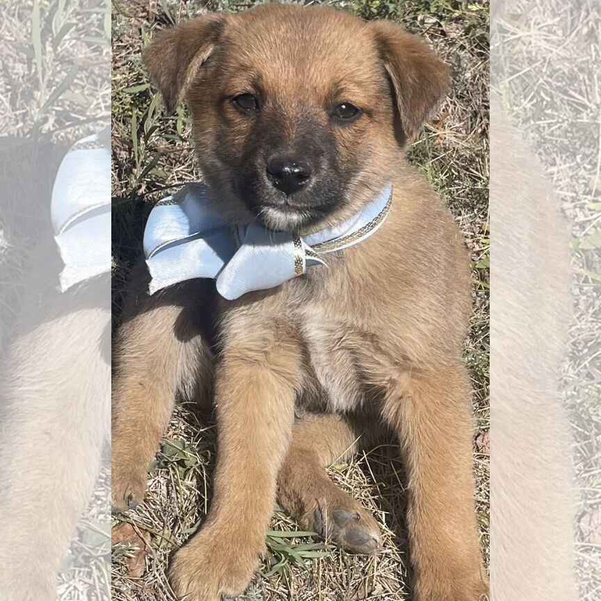 Щенок (мальчик) в добрые ответственные руки