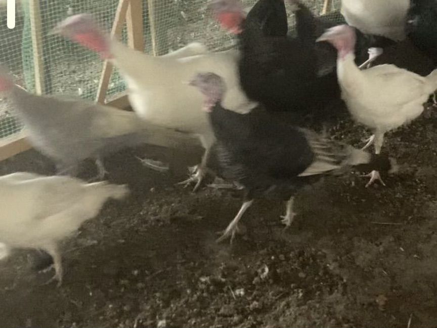 Индюки домашние