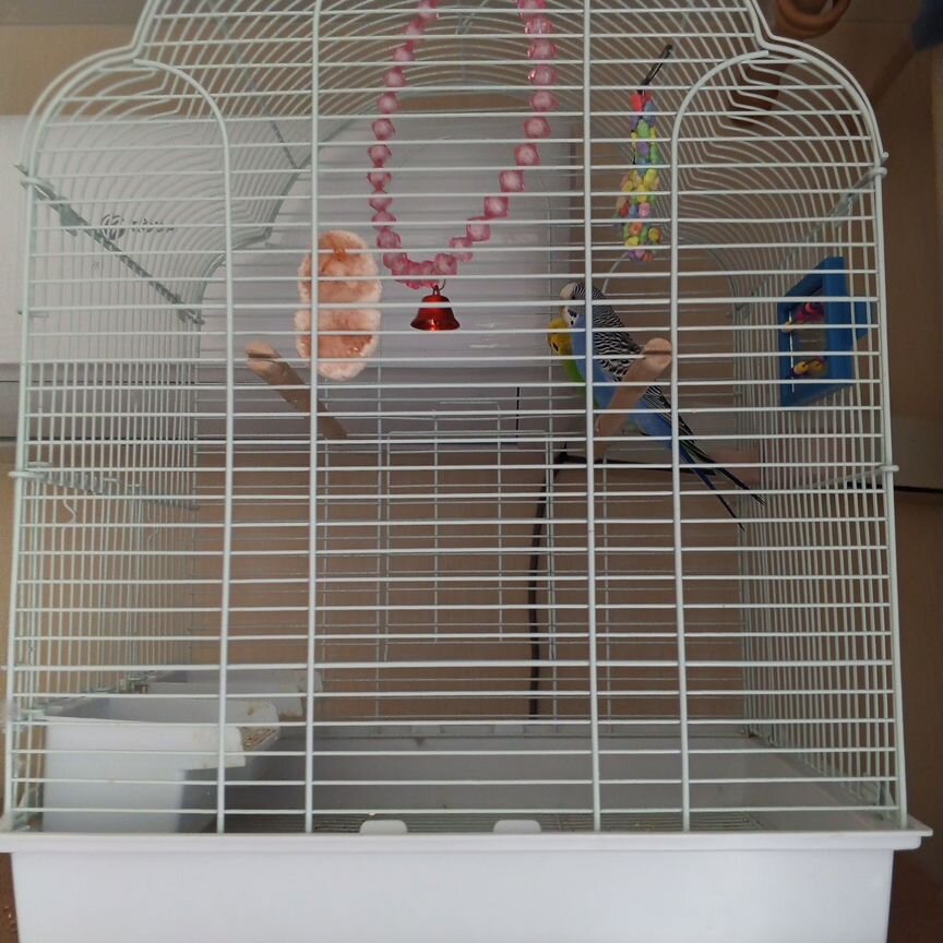 Волнистый попугай с клеткой