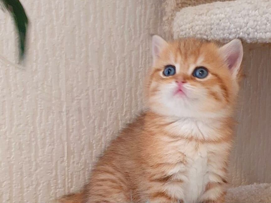 Золотая шиншилла мальчик