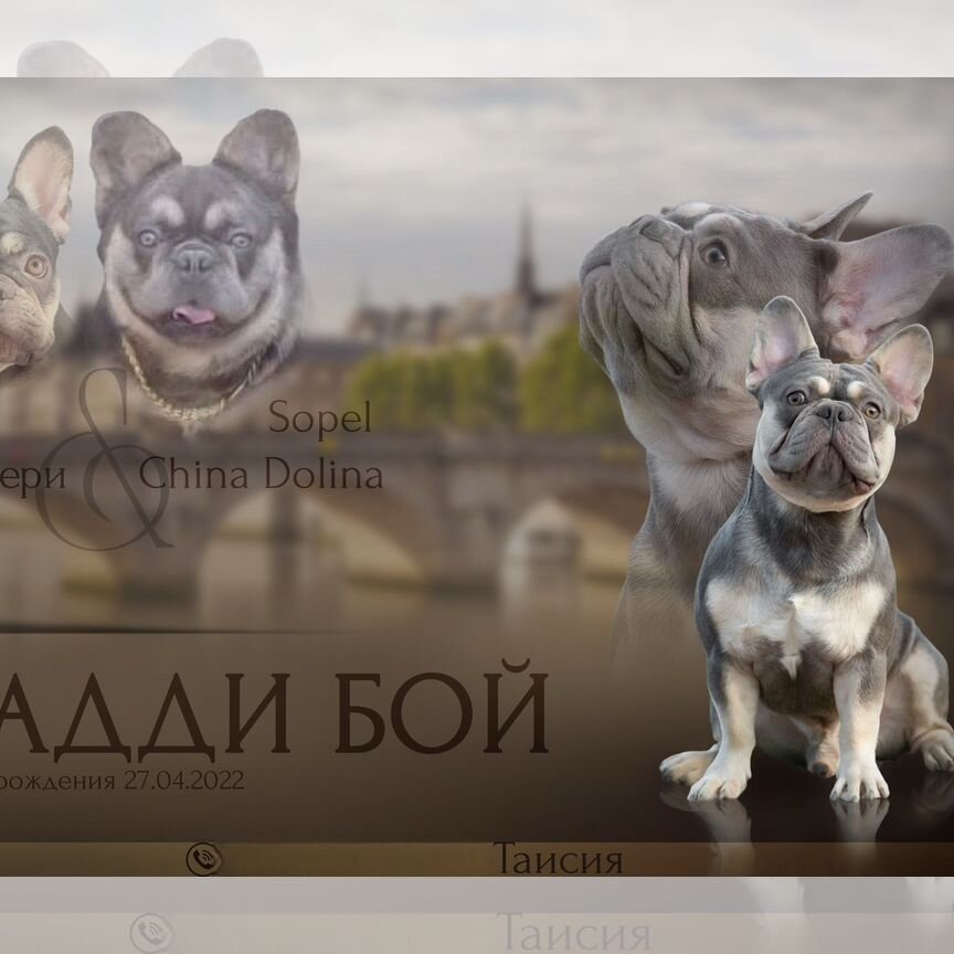 Французский бульдог лиловый вязка