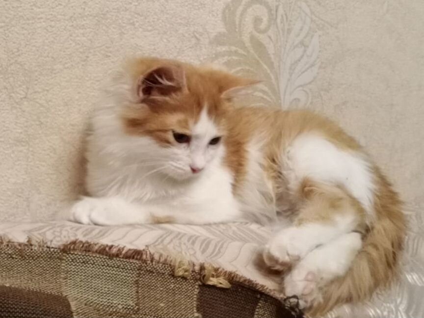 Вася-красавчик