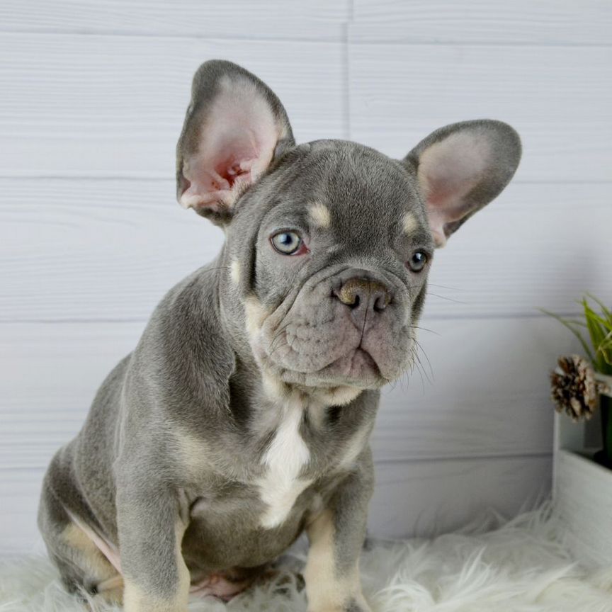 Французский бульдог щенок мальчик