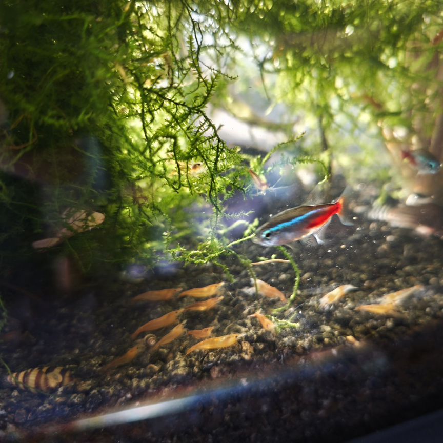 Мох для аквариума