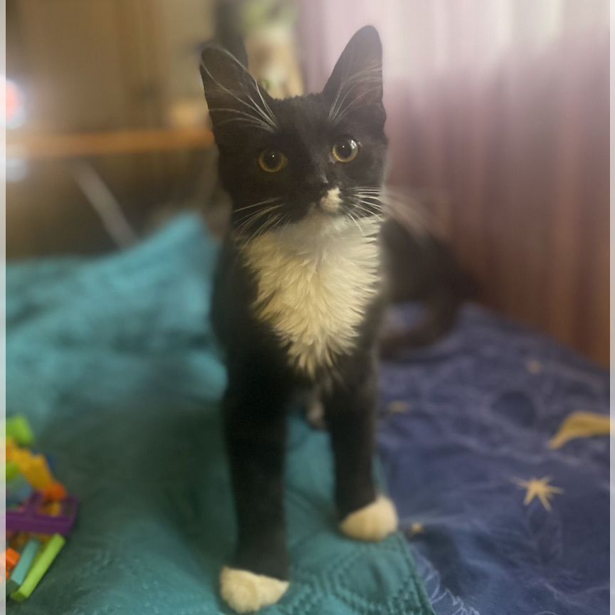 Котёнок в добрые руки