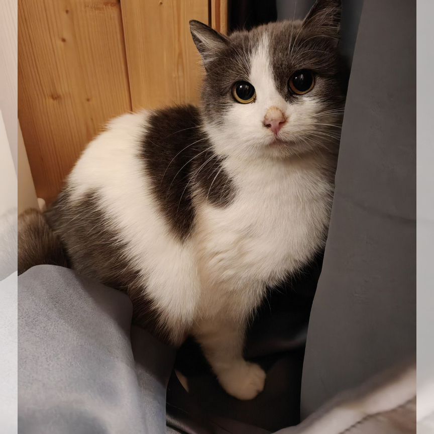 Взрослая, кошка в добрые руки