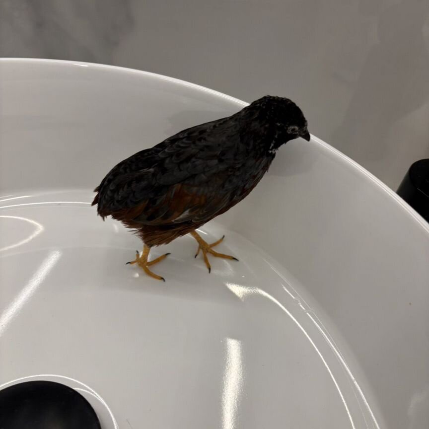 Китайский расписной перепел