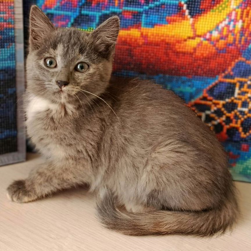 Котёнок девочка 2 месяца