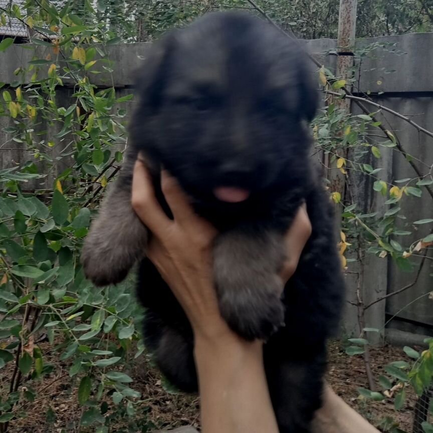 Восточно-европейская овчарка