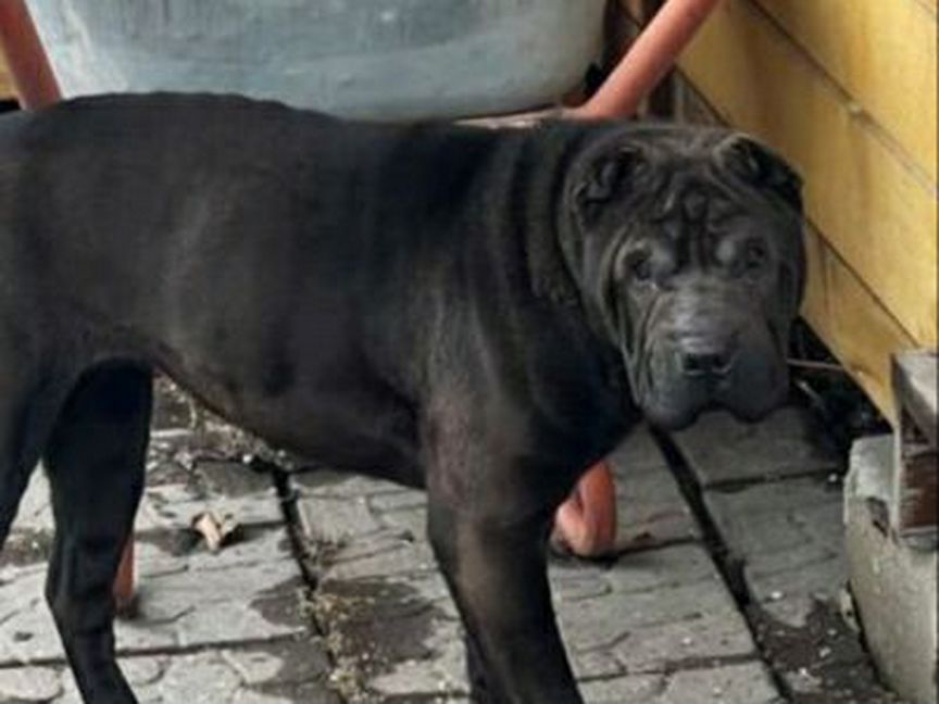 Собака Шарпей 1,5 года стерилизована