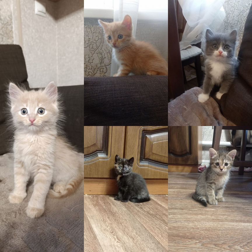 Котята в добрые руки бесплатно